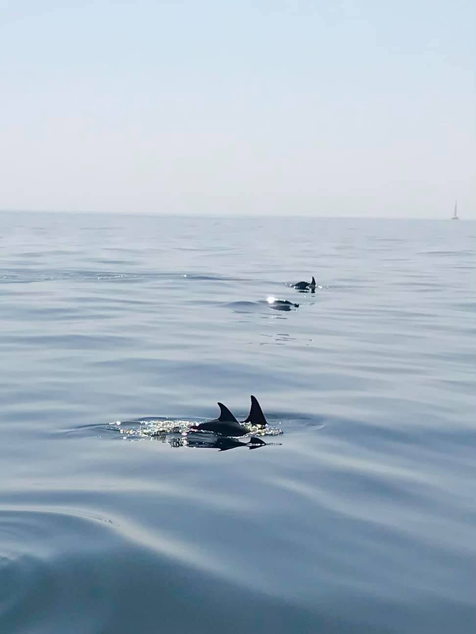 7 Best Places to See Dolphins in Cornwall | Cornish Vybes