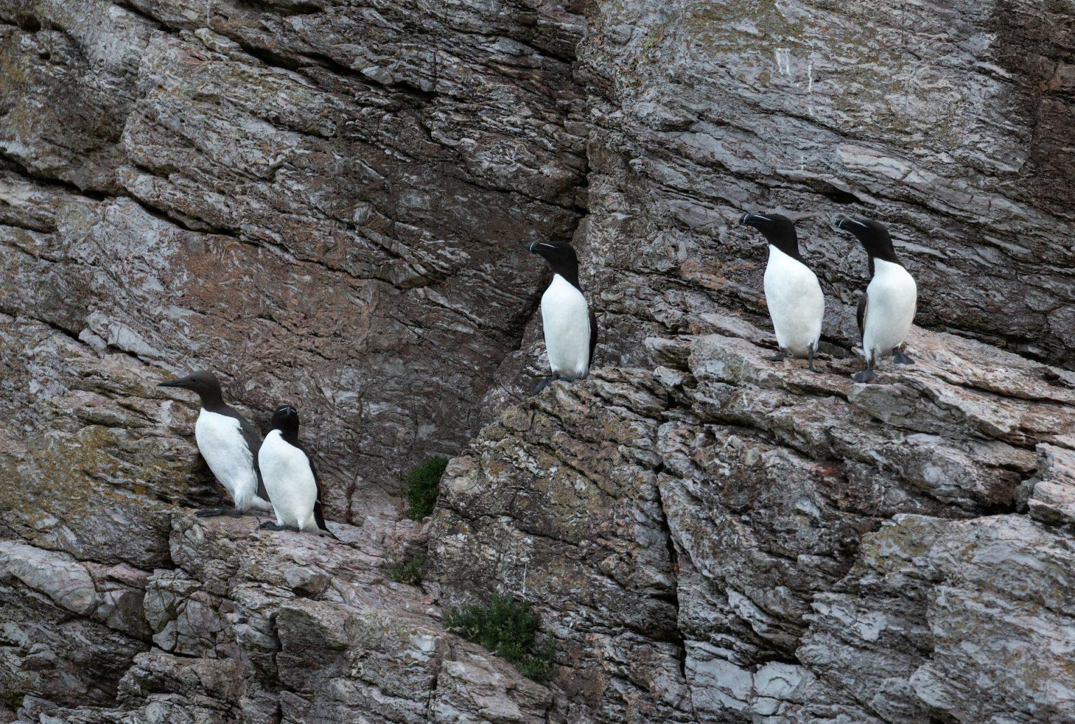 The Watcher’s Guide to Birds in Cornwall | Cornish Vybes