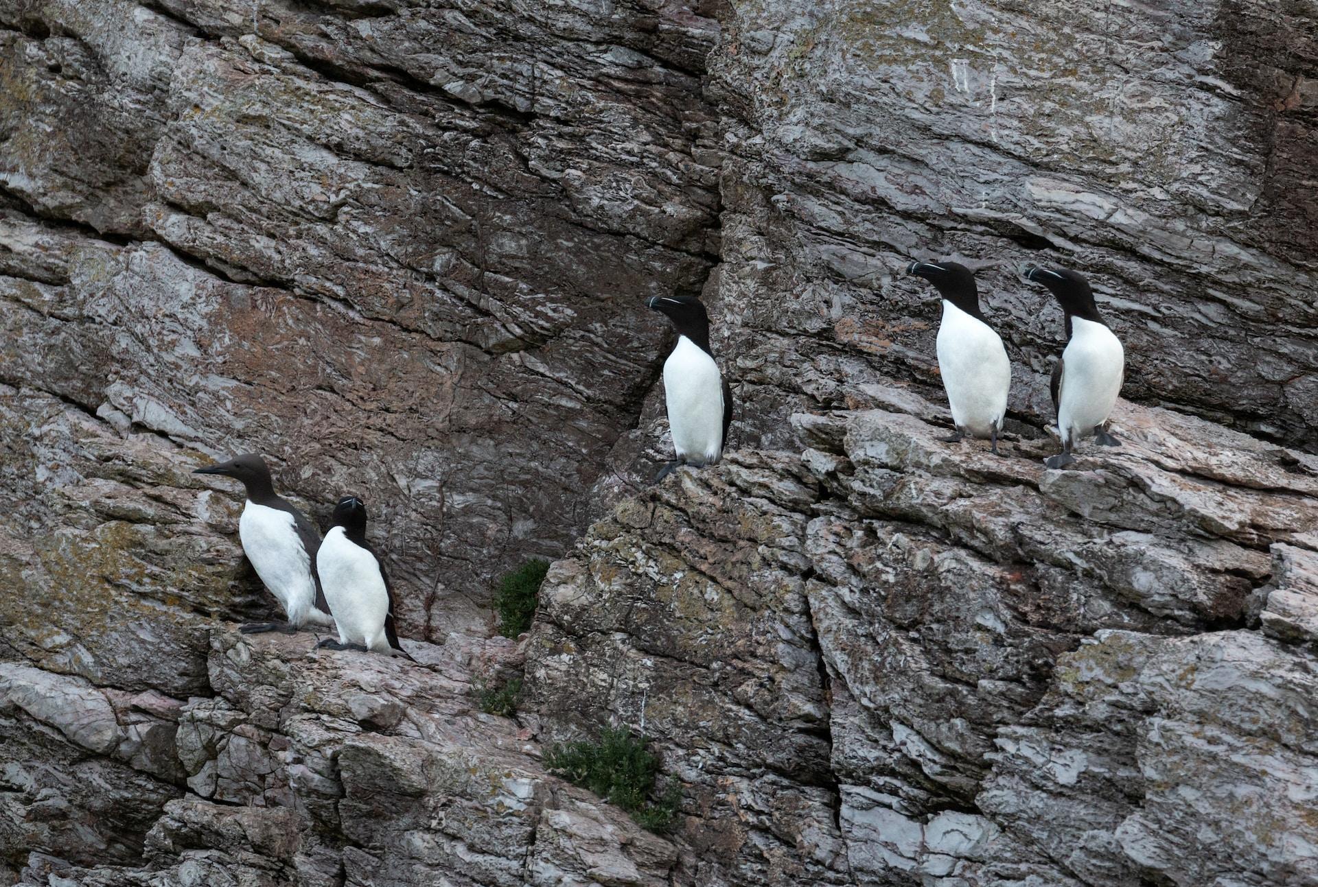 The Watcher’s Guide to Birds in Cornwall | Cornish Vybes