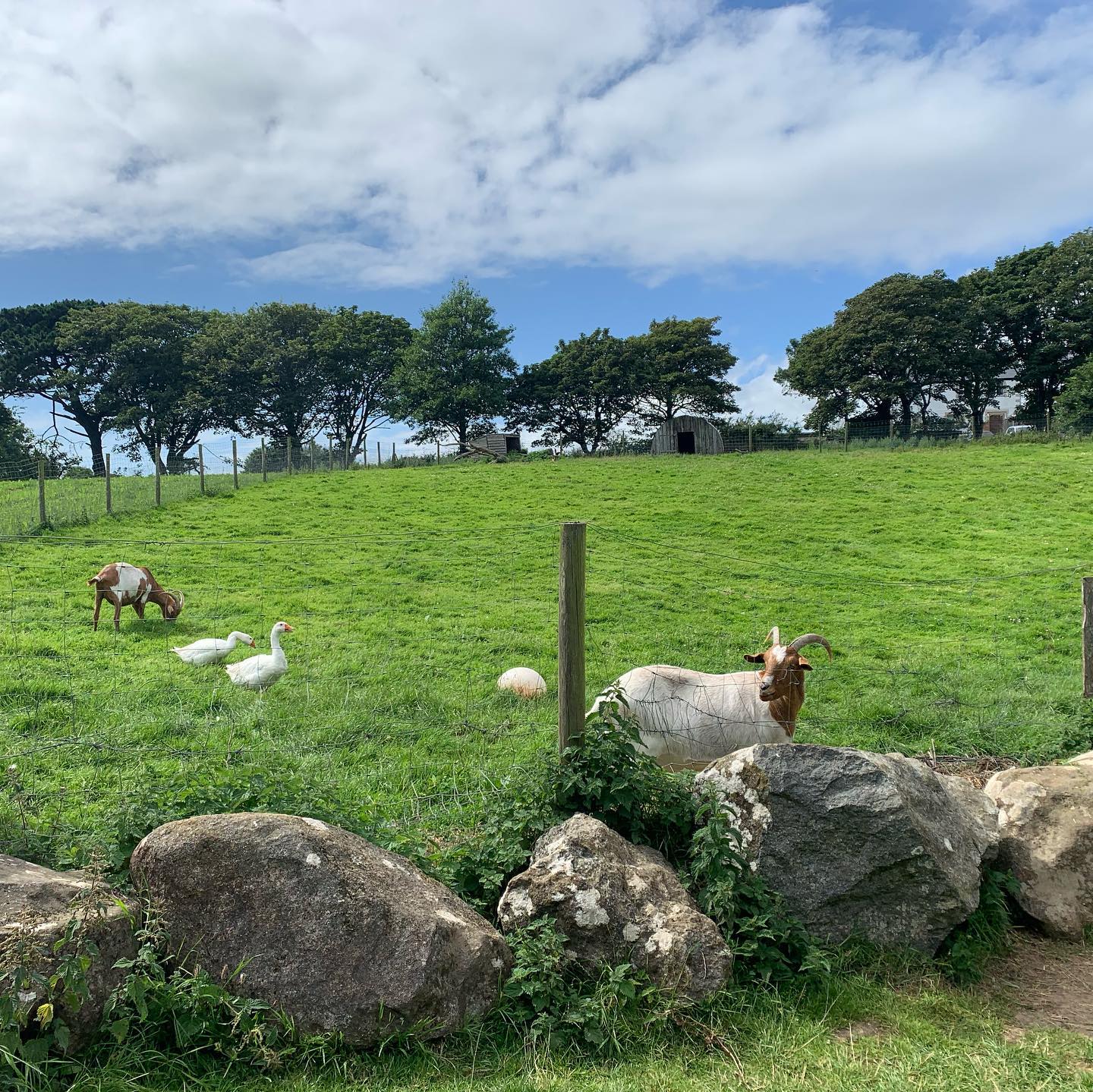 E-I-E-I-O: Best Farms to Visit in Cornwall | Cornish Vybes