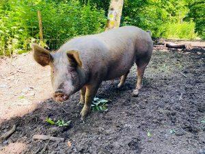 E-I-E-I-O: Best Farms to Visit in Cornwall | Cornish Vybes