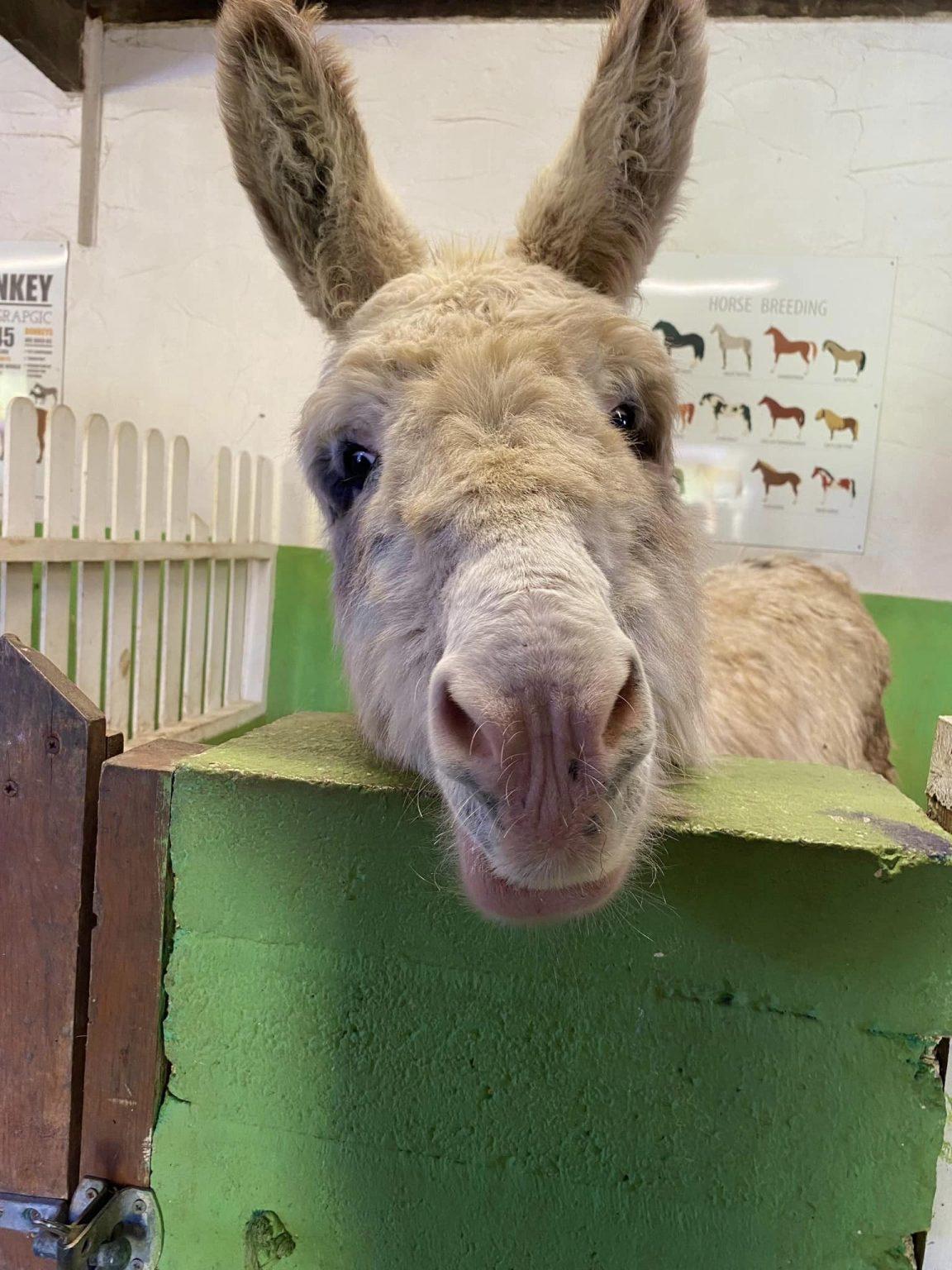 E-I-E-I-O: Best Farms to Visit in Cornwall | Cornish Vybes