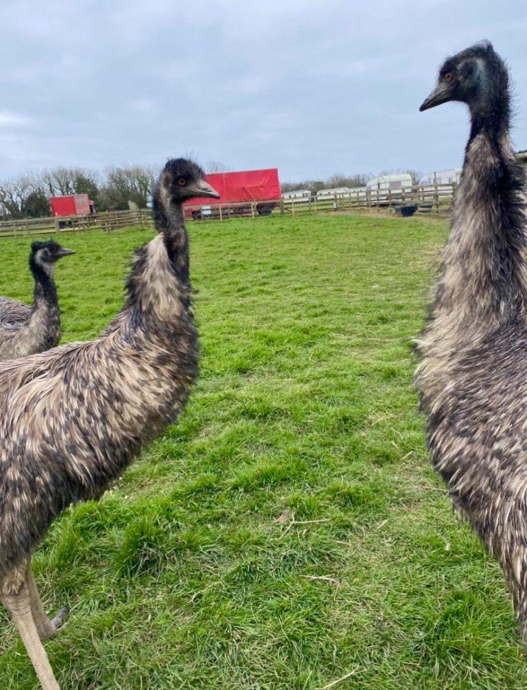 E-I-E-I-O: Best Farms to Visit in Cornwall | Cornish Vybes