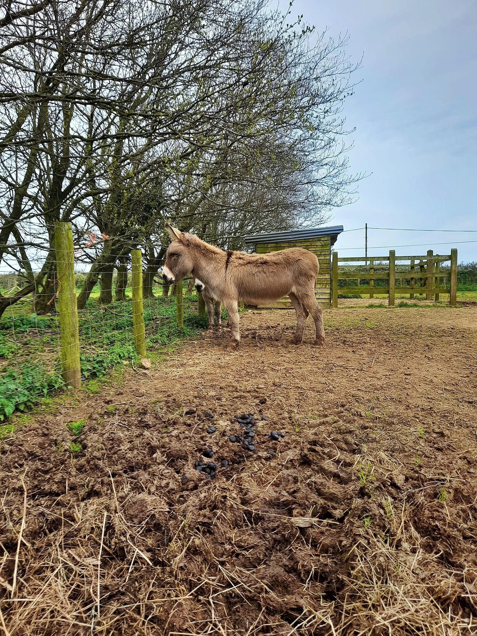 E-I-E-I-O: Best Farms to Visit in Cornwall | Cornish Vybes
