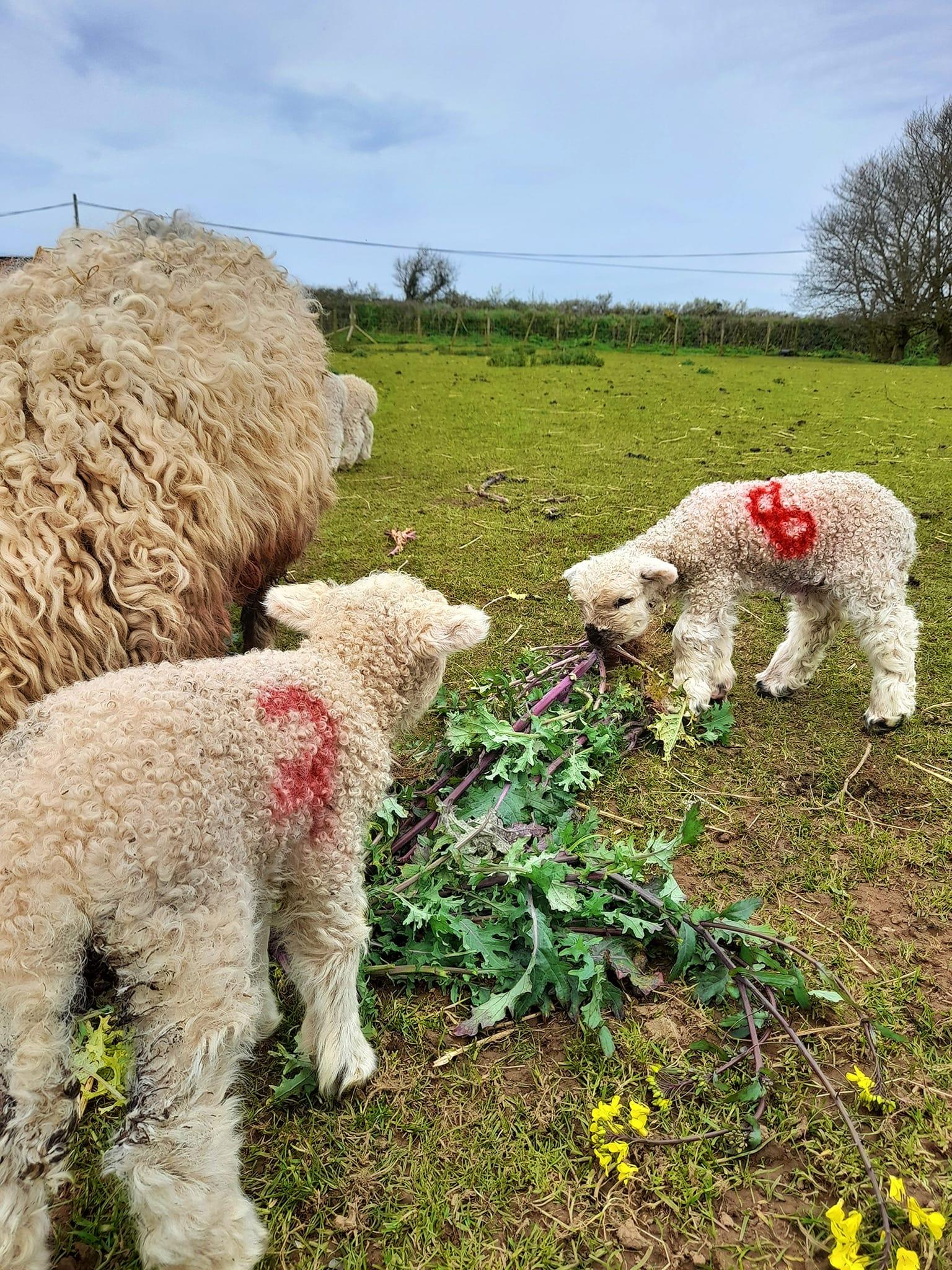 E-I-E-I-O: Best Farms to Visit in Cornwall | Cornish Vybes