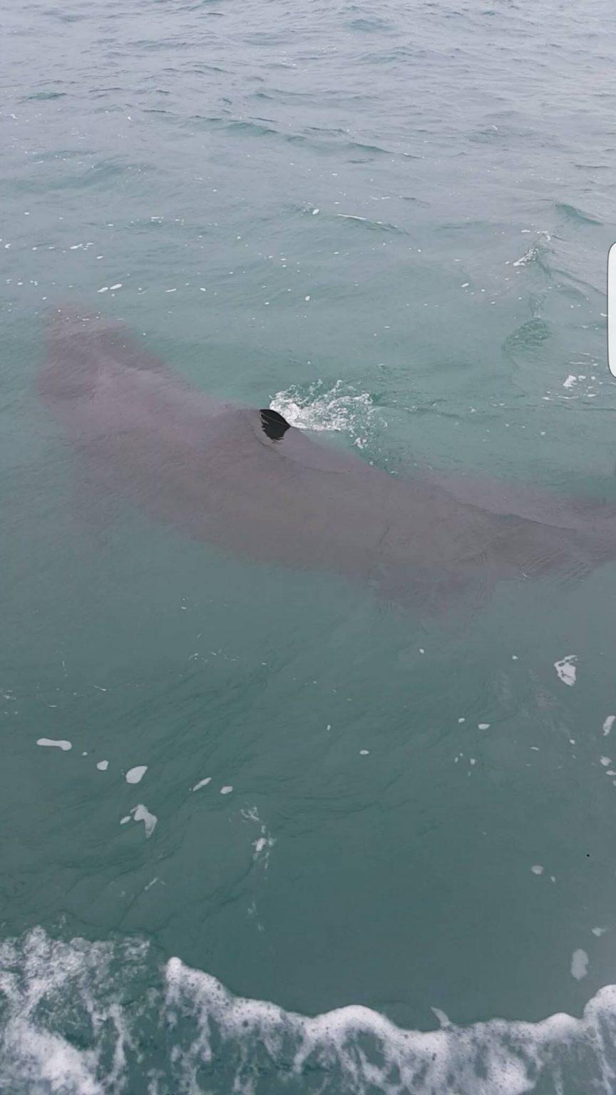 Basking Sharks in Cornwall (Top Hotspots) | Cornish Vybes
