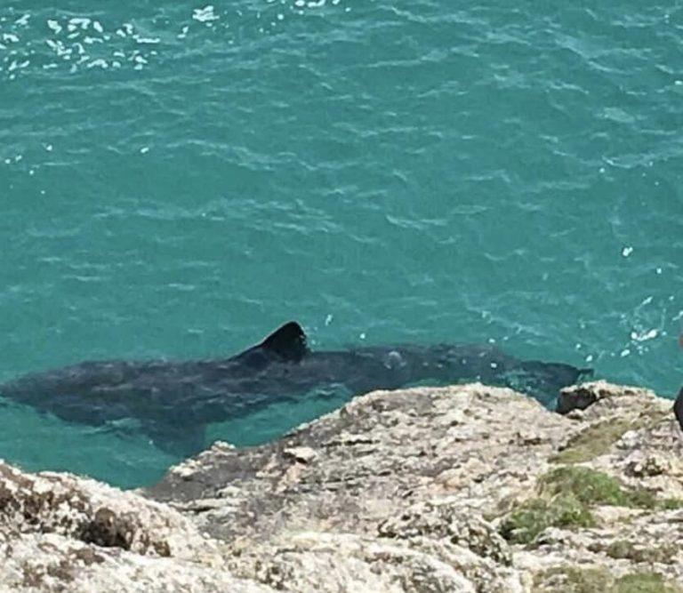 Basking Sharks in Cornwall (Top Hotspots) | Cornish Vybes