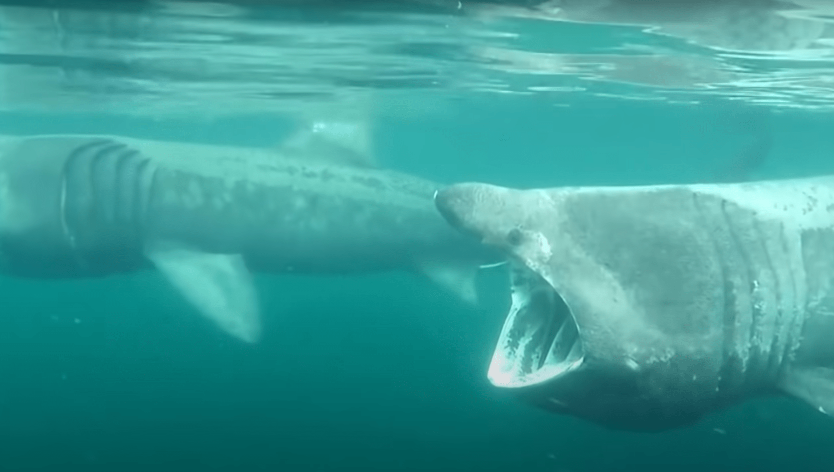 Basking Sharks in Cornwall (Top Hotspots) | Cornish Vybes