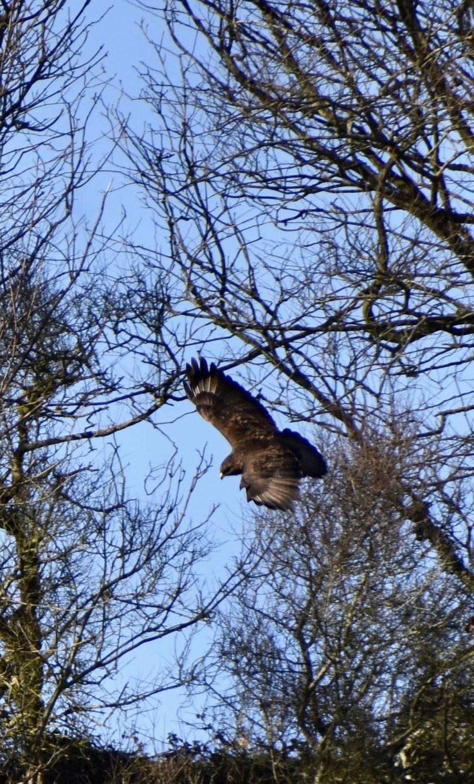 The Watcher’s Guide to Birds in Cornwall | Cornish Vybes