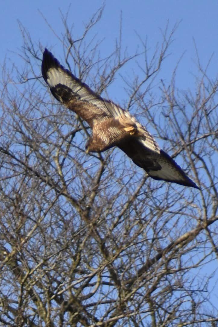 The Watcher’s Guide to Birds in Cornwall | Cornish Vybes