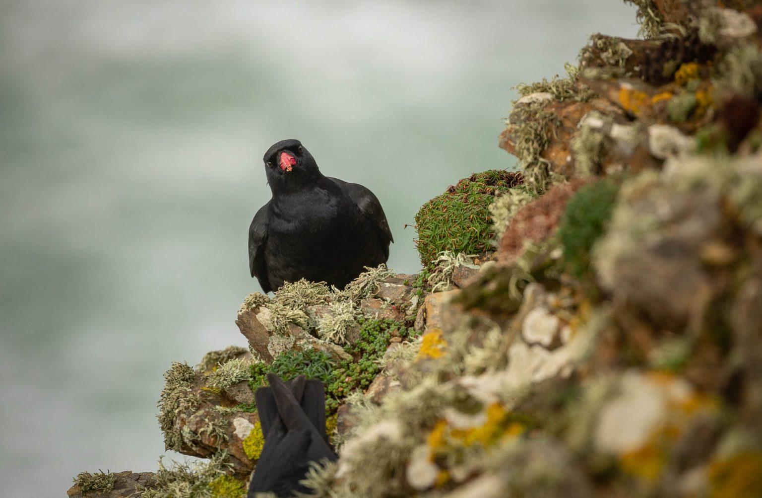 The Watcher’s Guide to Birds in Cornwall | Cornish Vybes