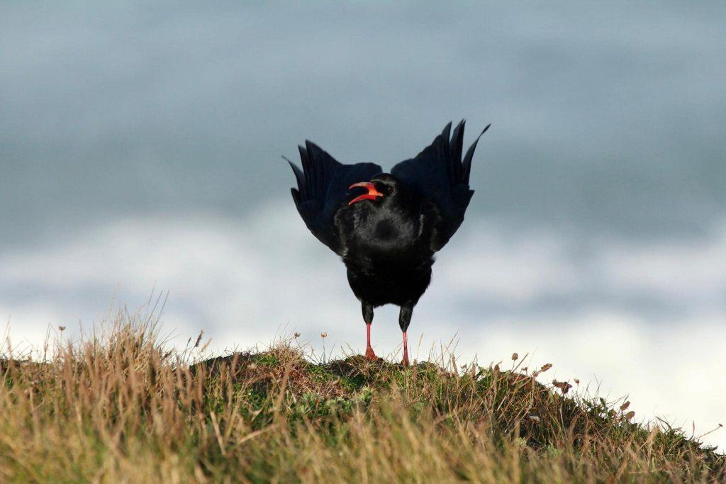 The Watcher’s Guide to Birds in Cornwall | Cornish Vybes