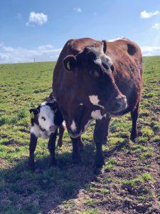 E-I-E-I-O: Best Farms to Visit in Cornwall | Cornish Vybes