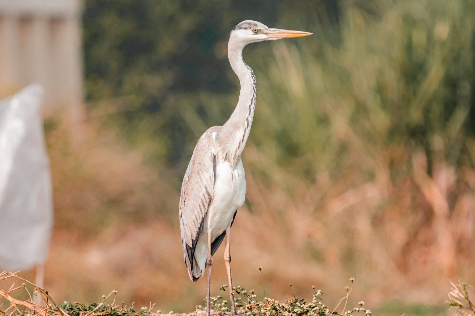 The Watcher’s Guide to Birds in Cornwall | Cornish Vybes