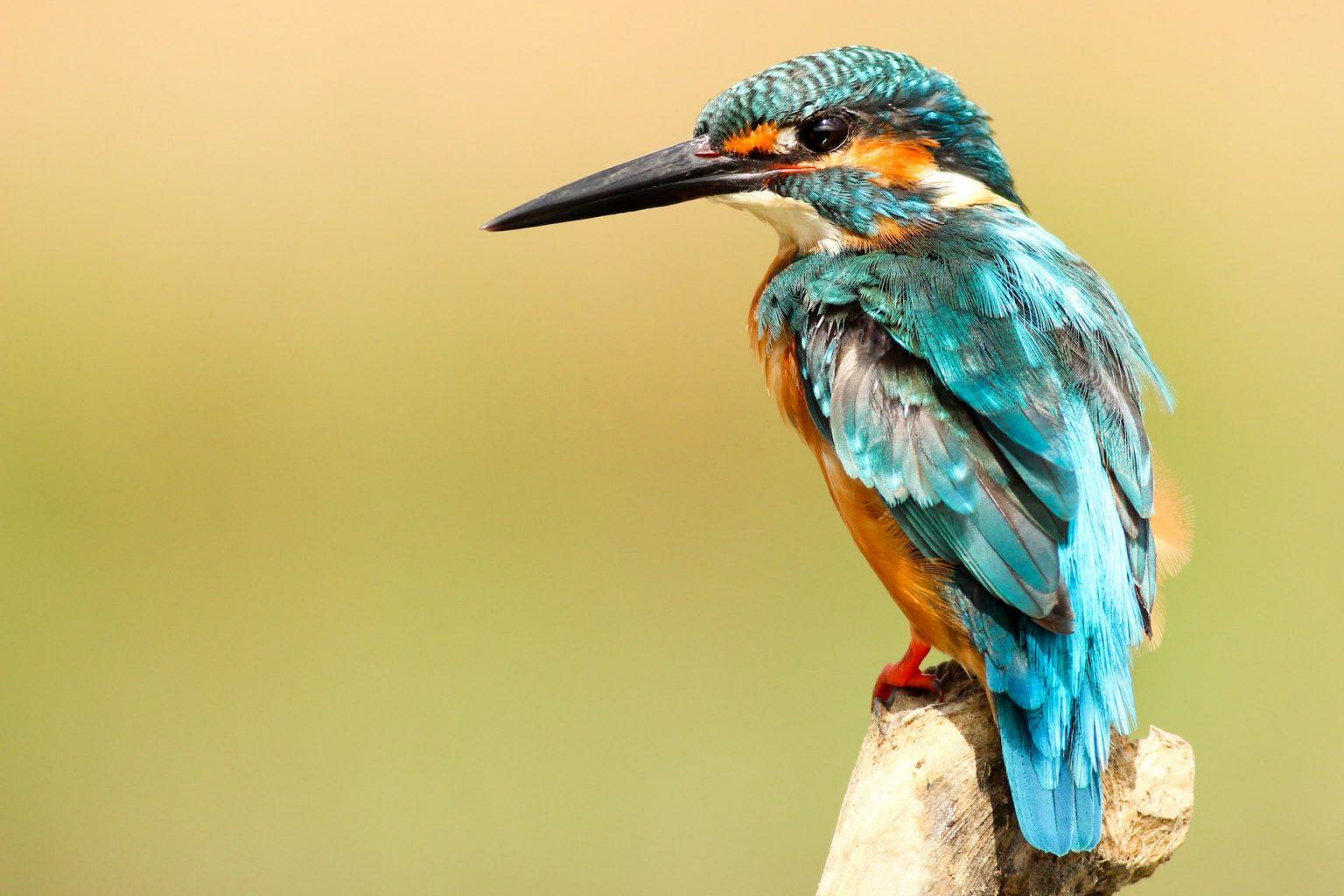 The Watcher’s Guide to Birds in Cornwall | Cornish Vybes